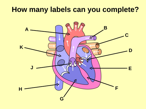 AQA Biology GCSE Organisation in Animals / Animal tissues, organs ...