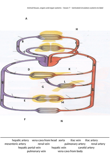 AQA Biology GCSE Organisation in Animals / Animal tissues, organs ...