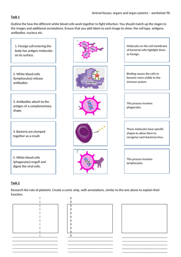 AQA Biology GCSE Organisation in Animals / Animal tissues, organs ...
