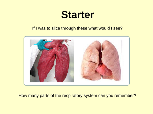 AQA Biology GCSE Organisation in Animals / Animal tissues, organs ...