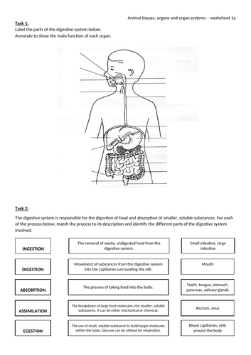 AQA Biology GCSE Organisation in Animals / Animal tissues, organs ...
