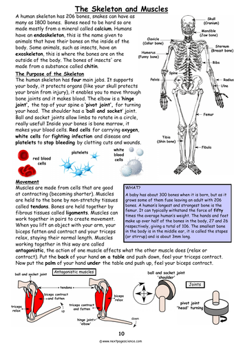 The Human Skeleton and Muscles | Teaching Resources