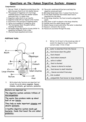 The Human Digestive System | Teaching Resources