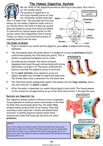 The Human Digestive System | Teaching Resources