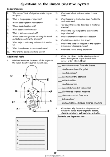 The Human Digestive System | Teaching Resources