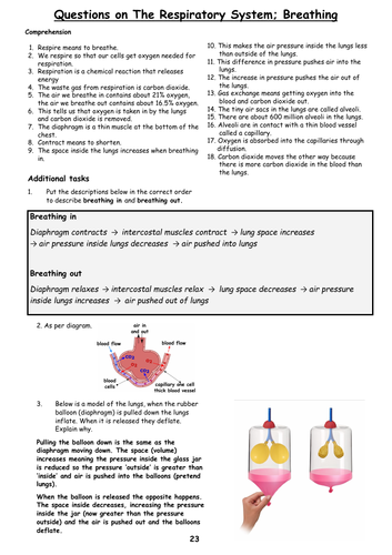 The Respiratory System: Breathing | Teaching Resources