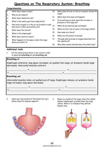 The Respiratory System: Breathing | Teaching Resources