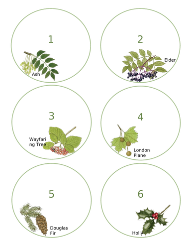 Natural Display Circle Labels- British Botanical Theme | Teaching Resources