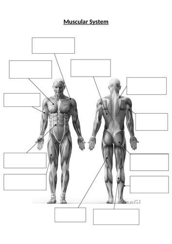 Anatomy and Physiology Y9-10 | Teaching Resources