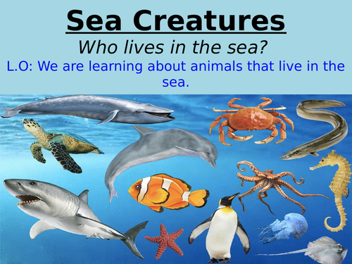 Sea creatures powerpoint | Teaching Resources
