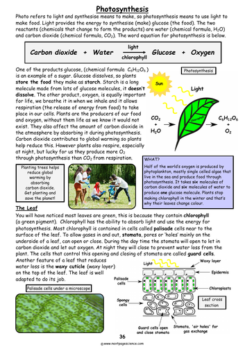 Photosynthesis | Teaching Resources