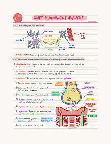 IB SEHS Unit 4 Movement (SL) | Teaching Resources