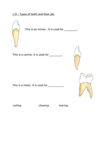 KS2 TEETH Science Unit - 3 Outstanding Lessons | Teaching Resources