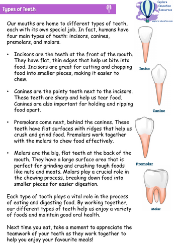 KS2 Teeth Lesson | Outstanding Science for Years 3-6 | Teaching Resources