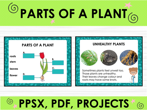 Parts of a plant: Science elementary | Teaching Resources
