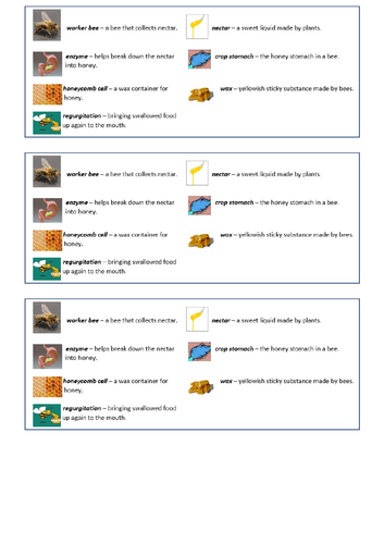 Explanation Text - How Bees Make Honey | Teaching Resources