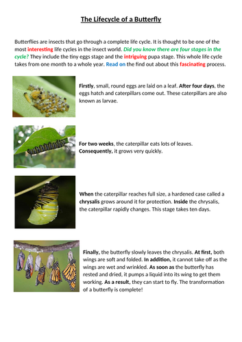 Explanation Text - How Bees Make Honey | Teaching Resources