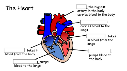 AQA ELC- Component 1: 1.4 The Circulatory system GCSE Foundation ...