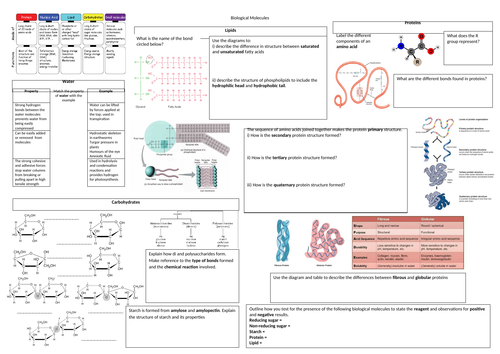 Biology AS Level (CIE) Revision Mats - sample | Teaching Resources