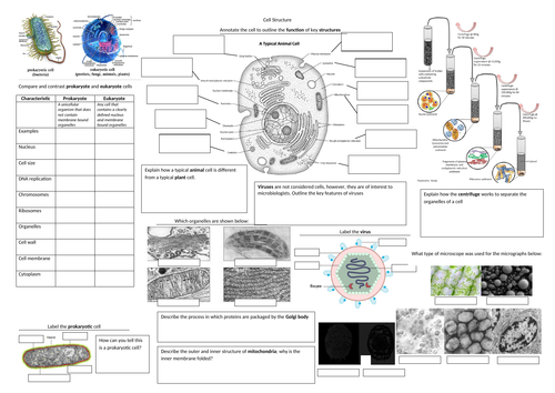 Biology AS Level (CIE) Revision Mats - selected topics | Teaching Resources