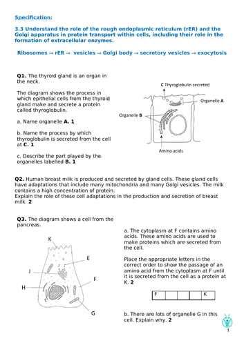 Protein transport in cells - Topic 3 Edexcel A (SNAB) A-level Biology ...