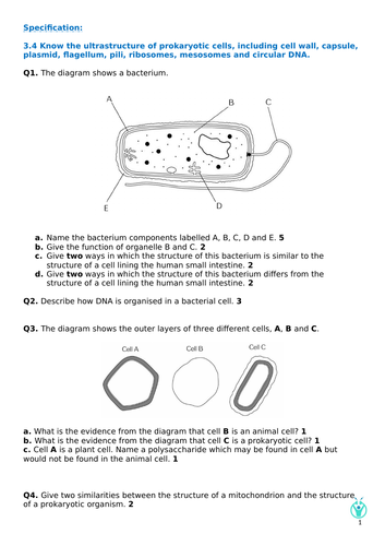 Structure of Prokaryotic cells - Topic 3 Edexcel A (SNAB) A-level ...