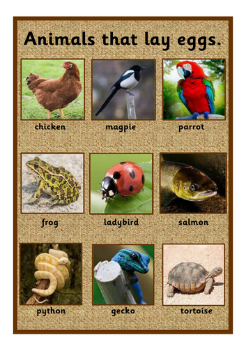 Animals that lay eggs display poster hessian/natural back ground KS1 ...