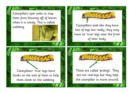 Caterpillar and butterfly fact cards KS1 science investigation area ...