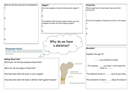 KS3 Skeleton and Muscles | Teaching Resources