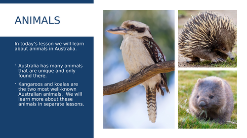 Animals in Australia - Snakes, Spiders, Kangaroos and Koalas | Teaching ...
