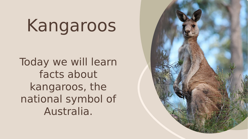Animals in Australia - Snakes, Spiders, Kangaroos and Koalas | Teaching ...