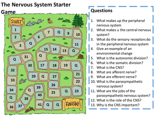 A Level Biology Organisation of the Nervous System Lesson & Activities ...