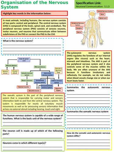 A Level Biology Organisation of the Nervous System Lesson & Activities ...