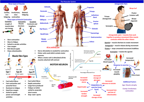 A-Level PE Knowledge Organisers A & P | Teaching Resources