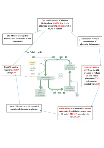 AQA A level Biology A* PHOTOSYNTHESIS Summary | Teaching Resources