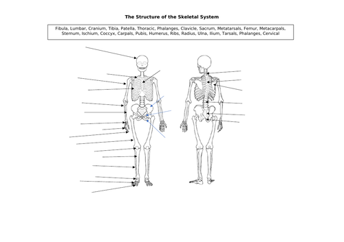 Anatomy for D2: Personal Trainer Skills Task A | Teaching Resources