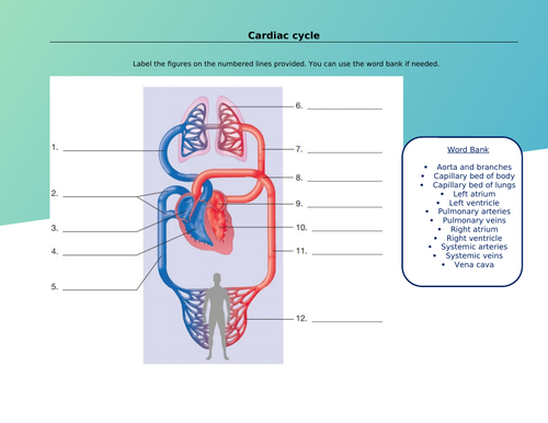 Anatomy for D2: Personal Trainer Skills Task A | Teaching Resources