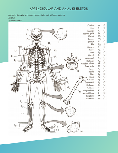 Anatomy for D2: Personal Trainer Skills Task A | Teaching Resources