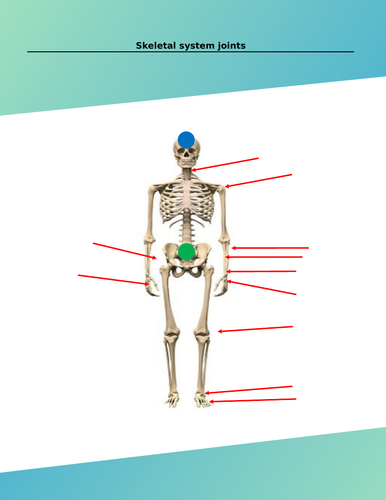 Anatomy for D2: Personal Trainer Skills Task A | Teaching Resources