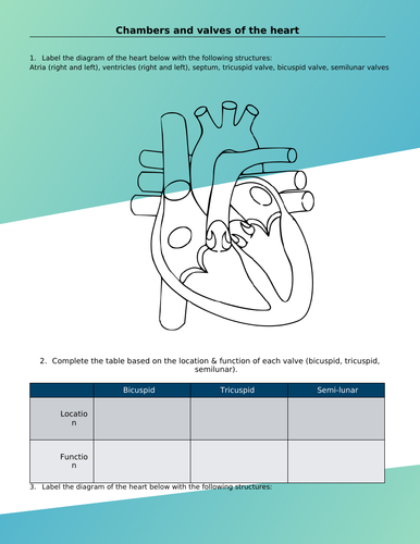 Anatomy for D2: Personal Trainer Skills Task A | Teaching Resources