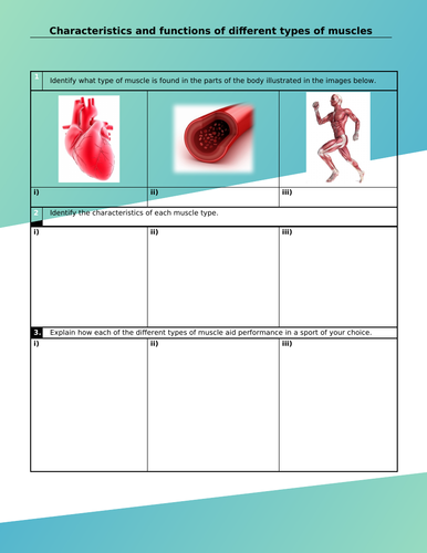 Anatomy for D2: Personal Trainer Skills Task A | Teaching Resources