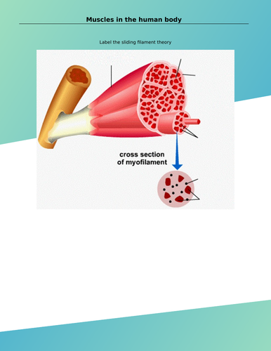 Anatomy for D2: Personal Trainer Skills Task A | Teaching Resources