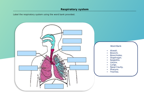 Anatomy for D2: Personal Trainer Skills Task A | Teaching Resources