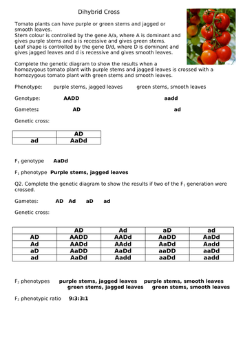 Dihybrid cross questions with and without linkages - AQA A Level ...