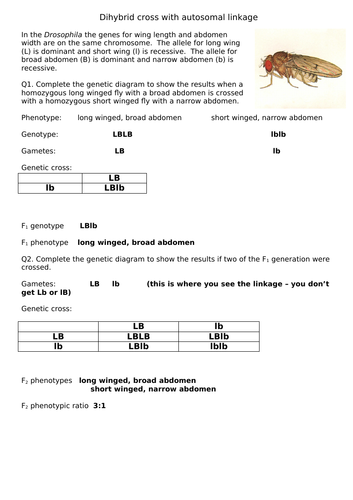 Dihybrid cross questions with and without linkages - AQA A Level ...