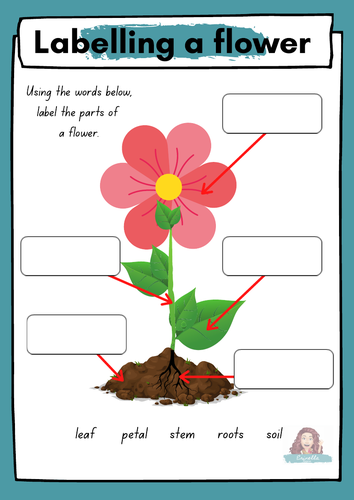 Labelling a flower | Teaching Resources