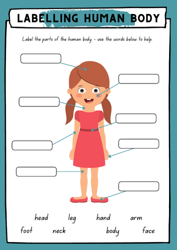 Labelling human body | Teaching Resources