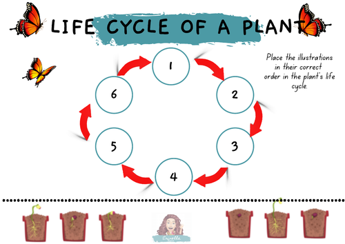 Life cycle of a plant | Teaching Resources