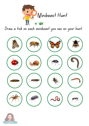 Mini beast hunt | Teaching Resources