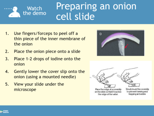 Onion cells practical lesson & worksheet | Teaching Resources